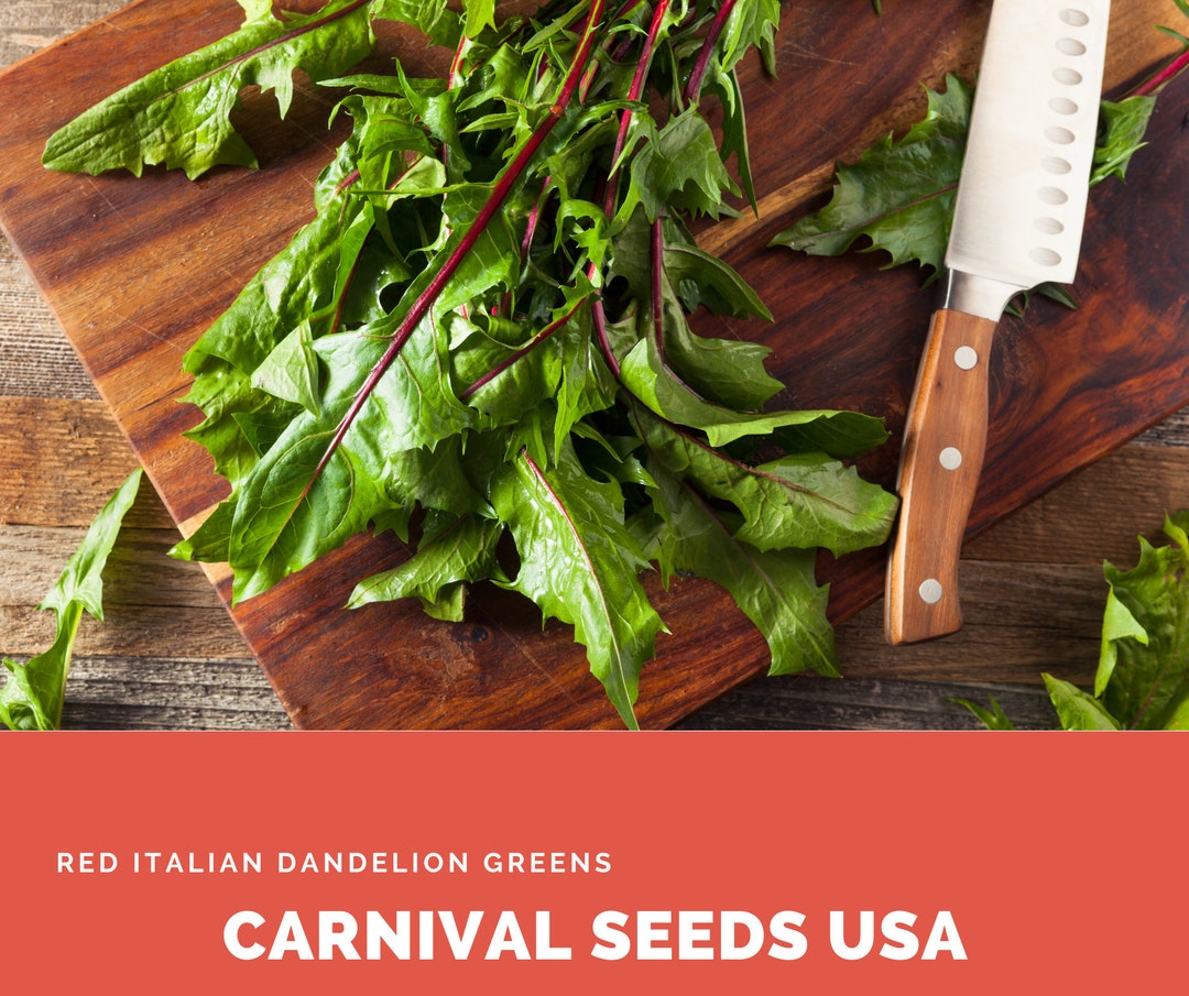 Red Italian Dandelion Greens - 50 Seeds - Vegetable Seeds - Etsy