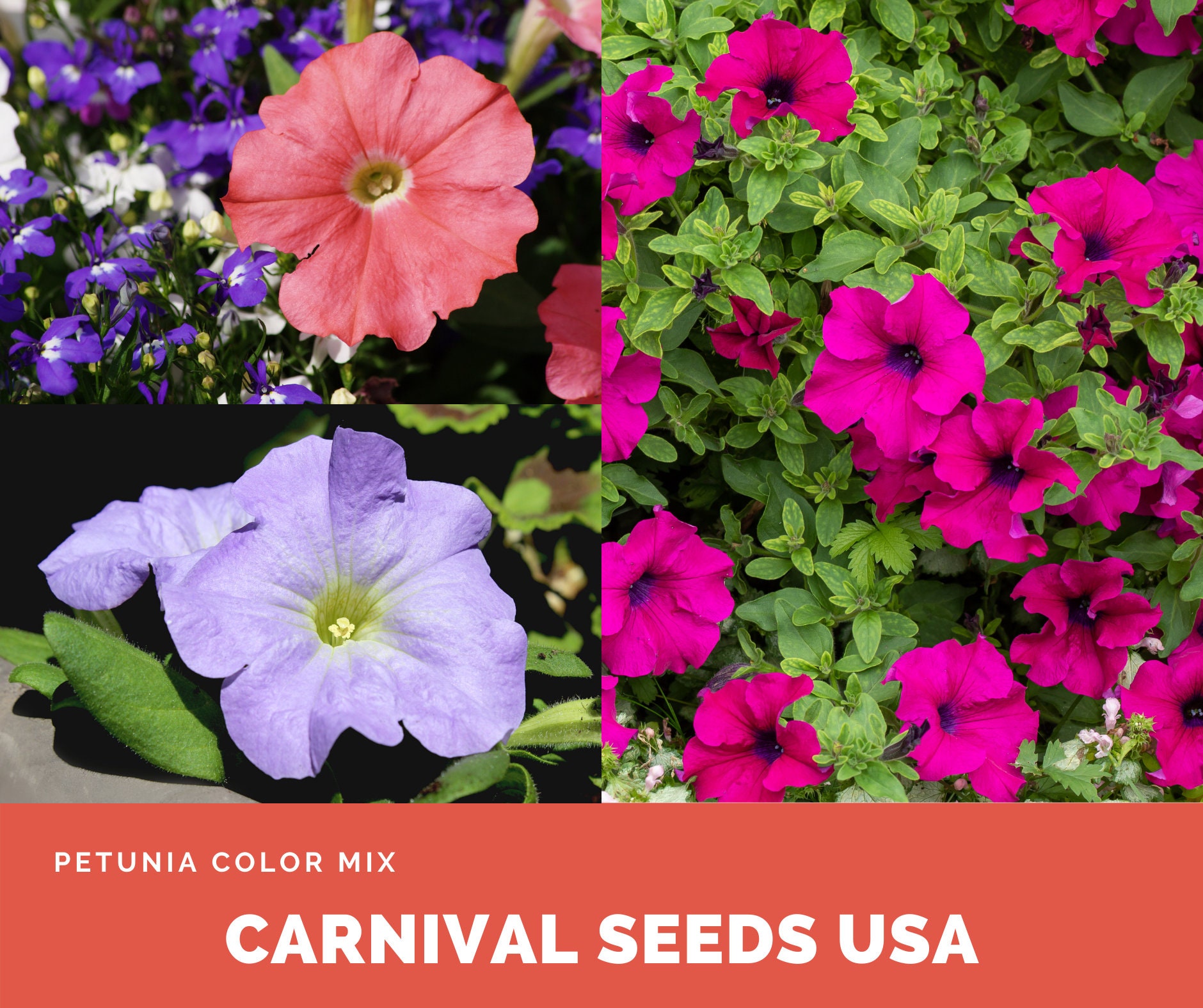 Petunia Color Mix - 25 Seeds - Flower Seeds - Etsy