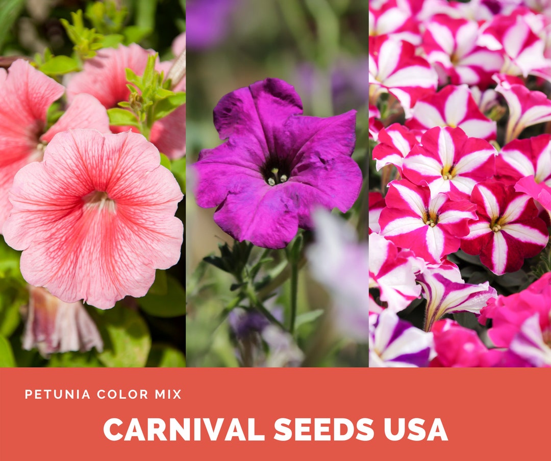 Petunia Color Mix - 25 Seeds - Flower Seeds - Etsy