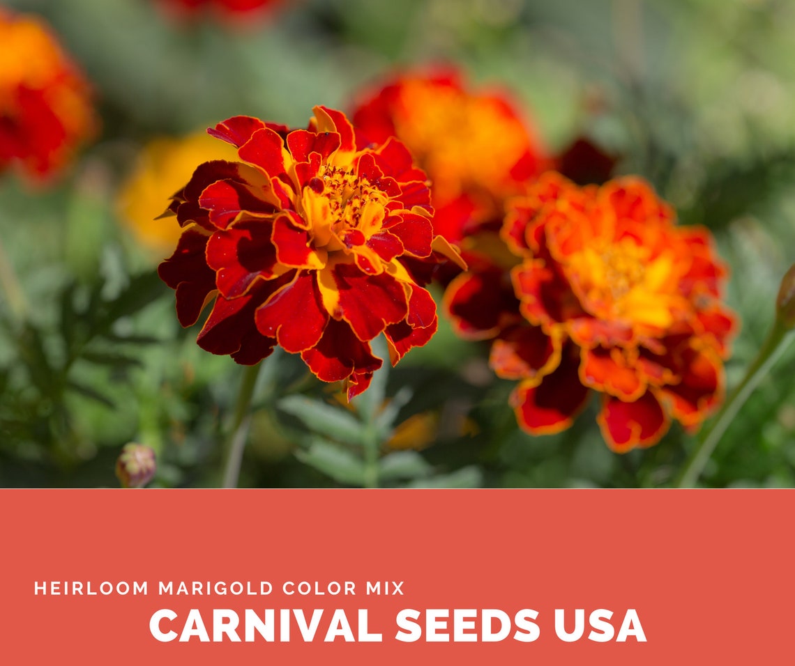 Heirloom Marigold Color Mix - 20 Seeds - Flower Seeds - Etsy