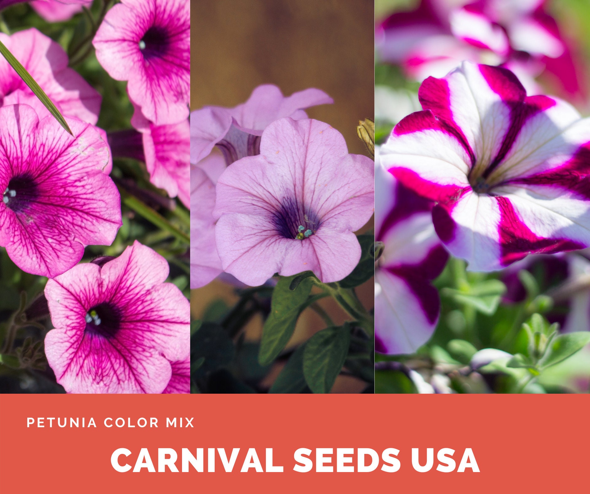 Petunia Color Mix - 25 Seeds - Flower Seeds - Etsy