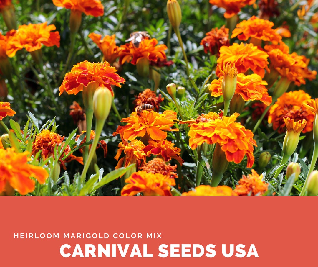 Heirloom Marigold Color Mix - 20 Seeds - Flower Seeds - Etsy