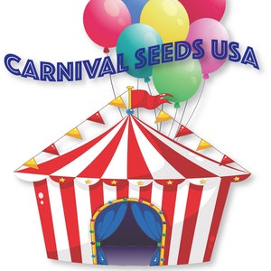 Red Italian Dandelion Greens 50 Seeds Vegetable Seeds - Etsy