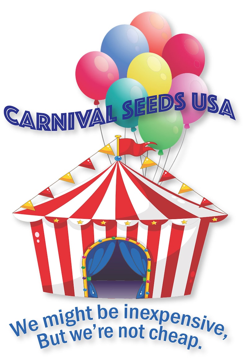 Red Italian Dandelion Greens - 50 Seeds - Vegetable Seeds - Etsy