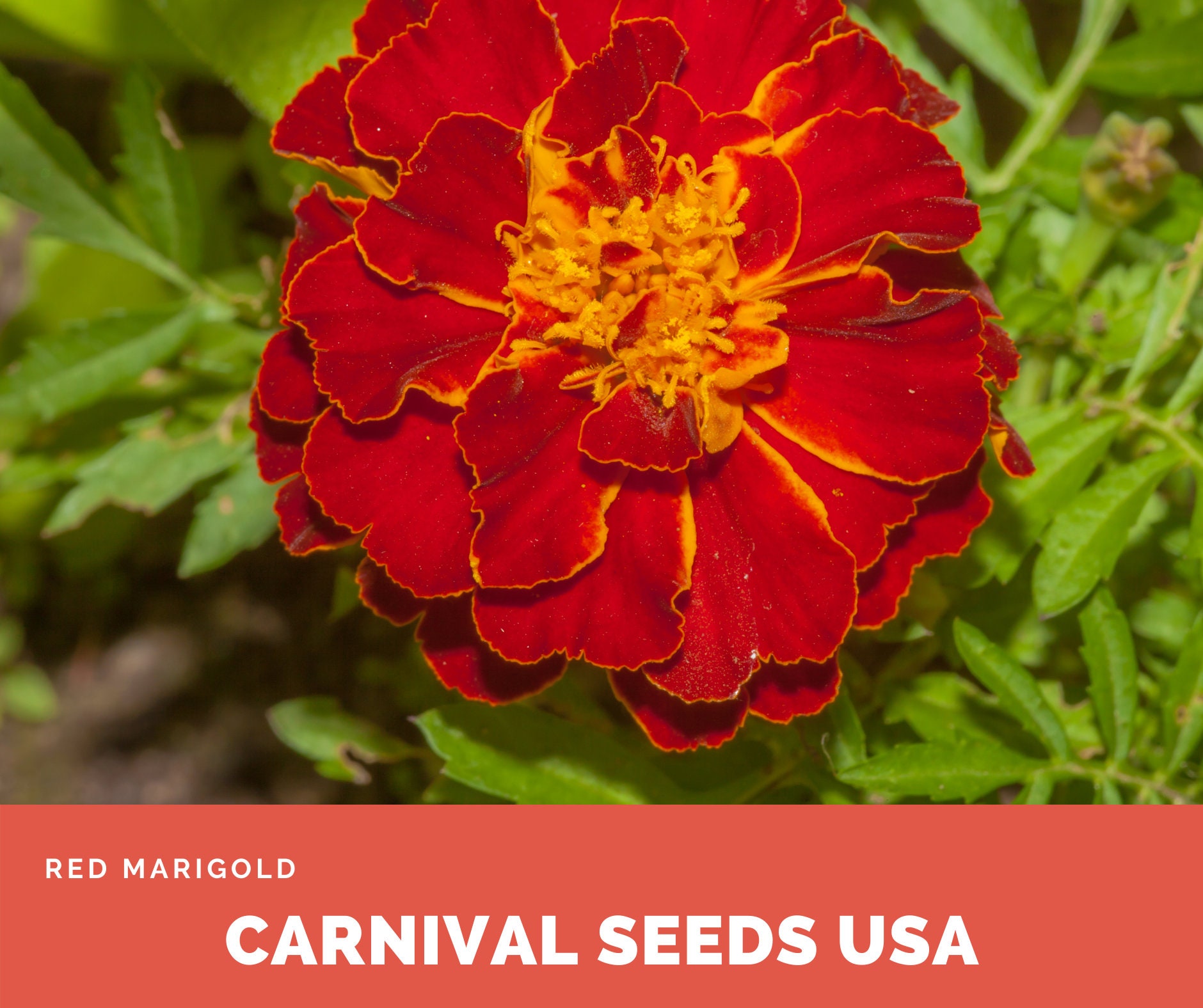 Red Marigold - 30 Seeds - Flower Seeds - Etsy