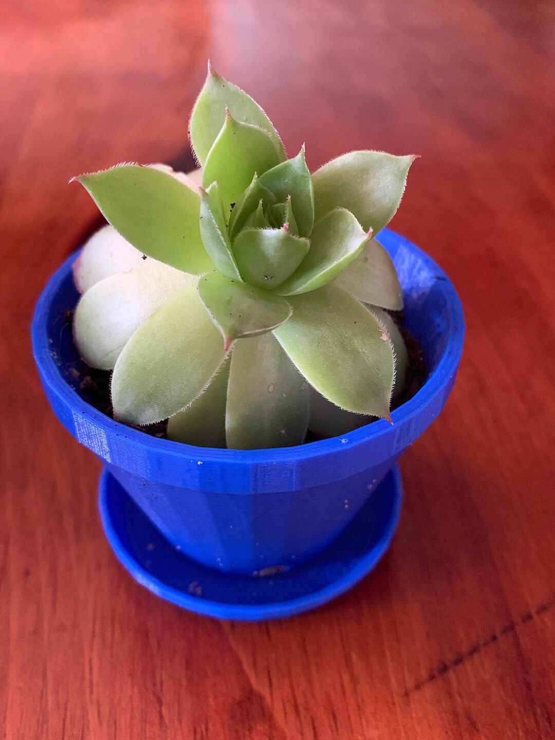 3D Printed Planter | Succulents | Flowers | Herbs | Recyclable | Cactus ...