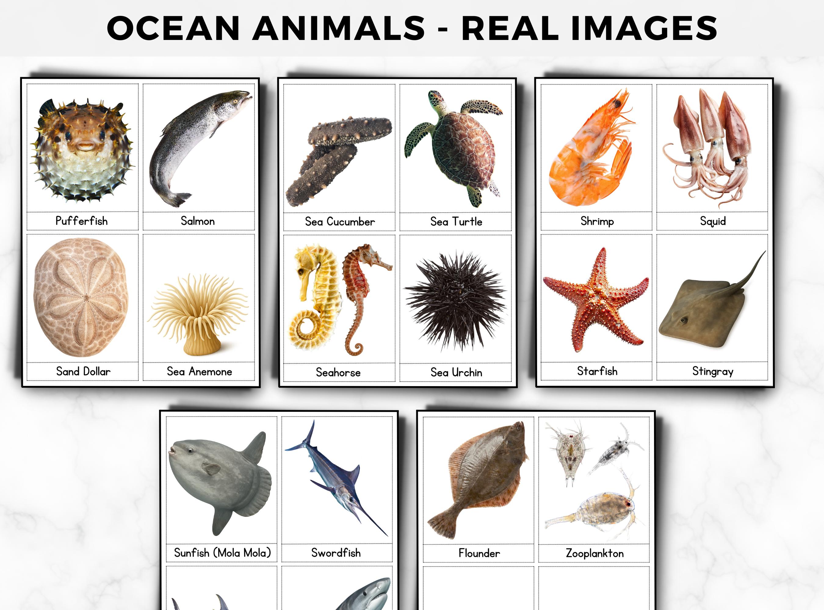 50 Ocean Animals Flashcards, Montessori Flash Cards, Sea Creatures ...