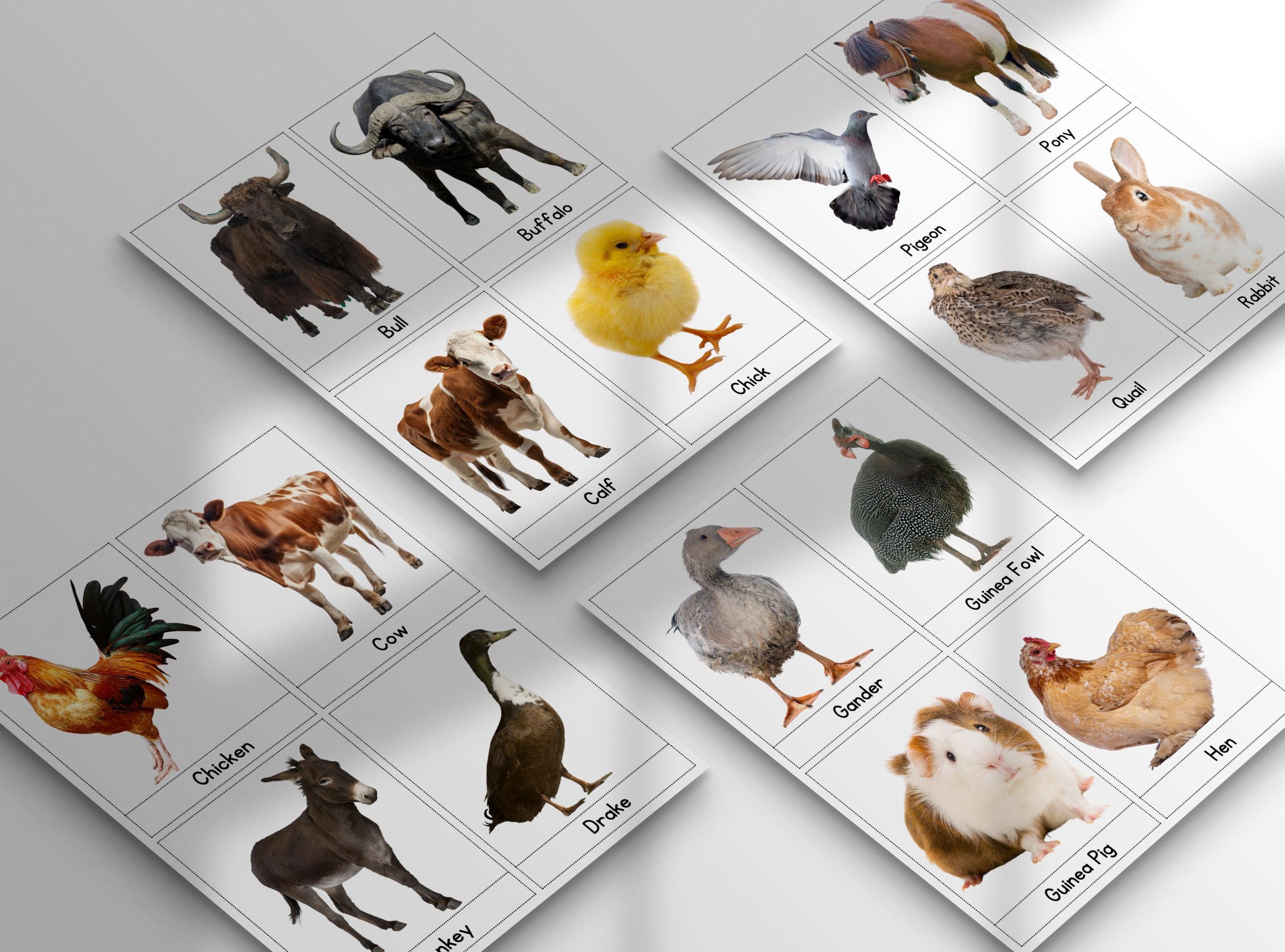 Farm Animals Montessori Flash Cards: 50 Learning Cards (editable ...