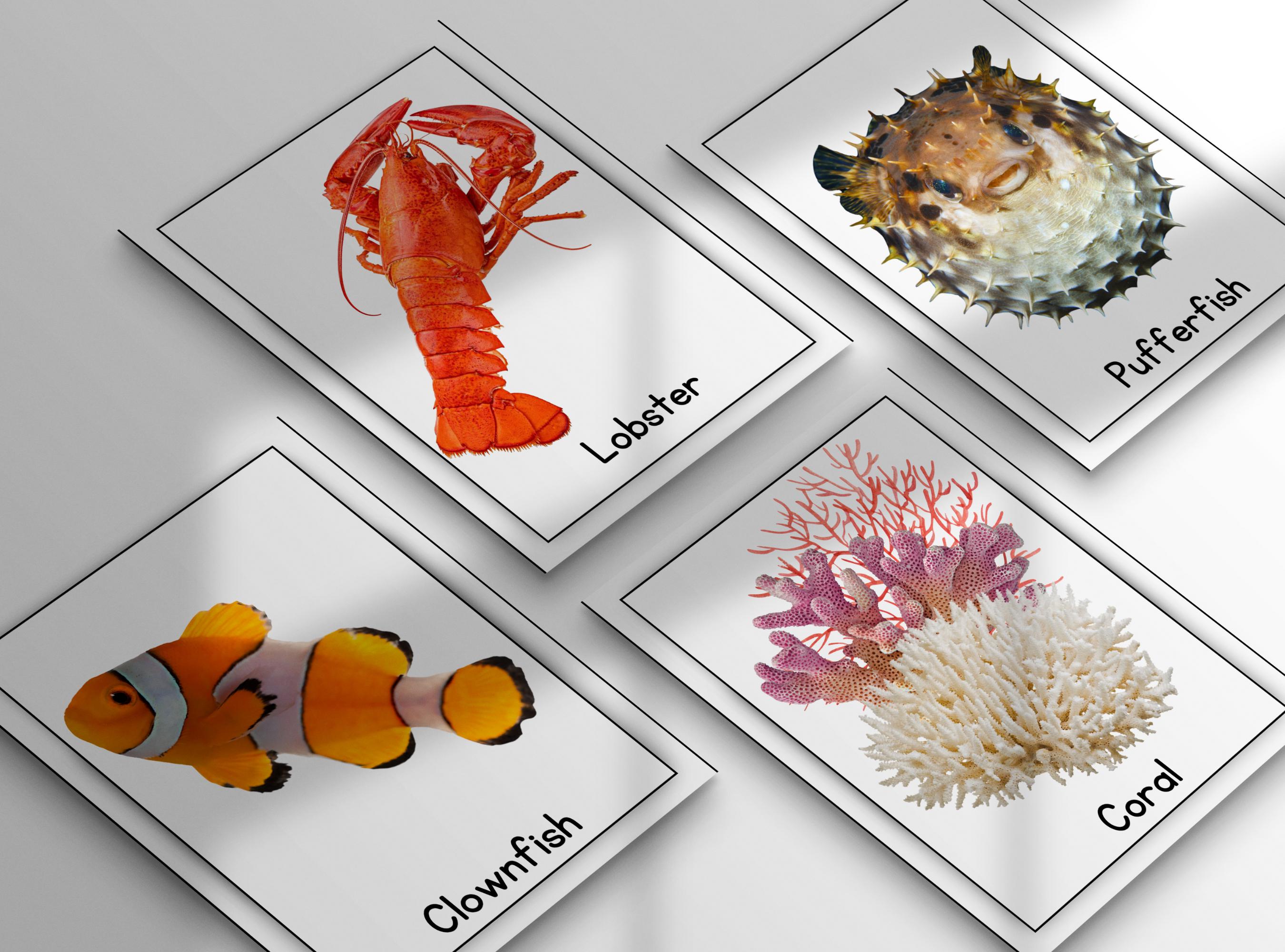 50 Ocean Animals Flashcards, Montessori Flash Cards, Sea Creatures ...