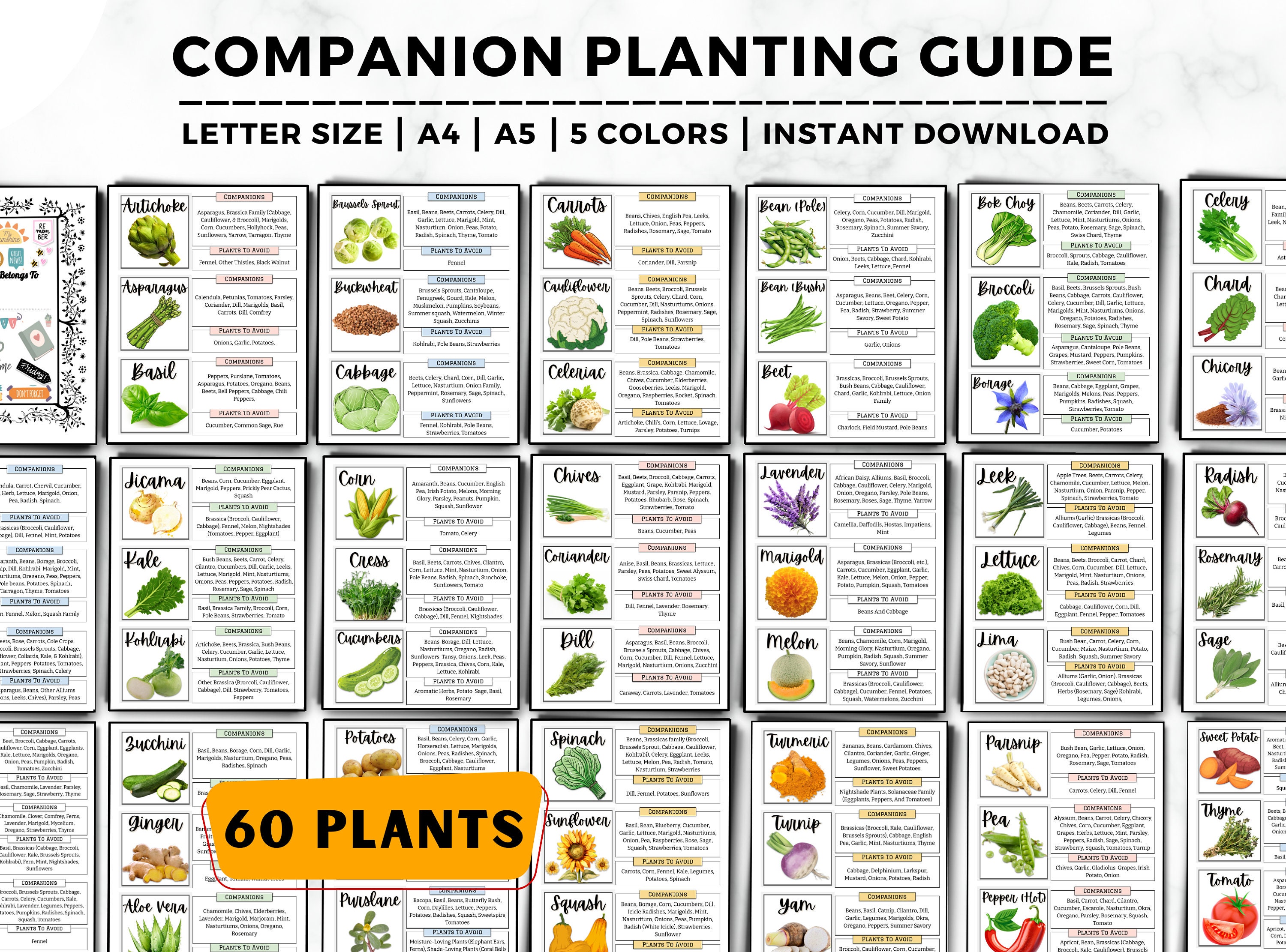Companion Planting Garden Layout Diagram