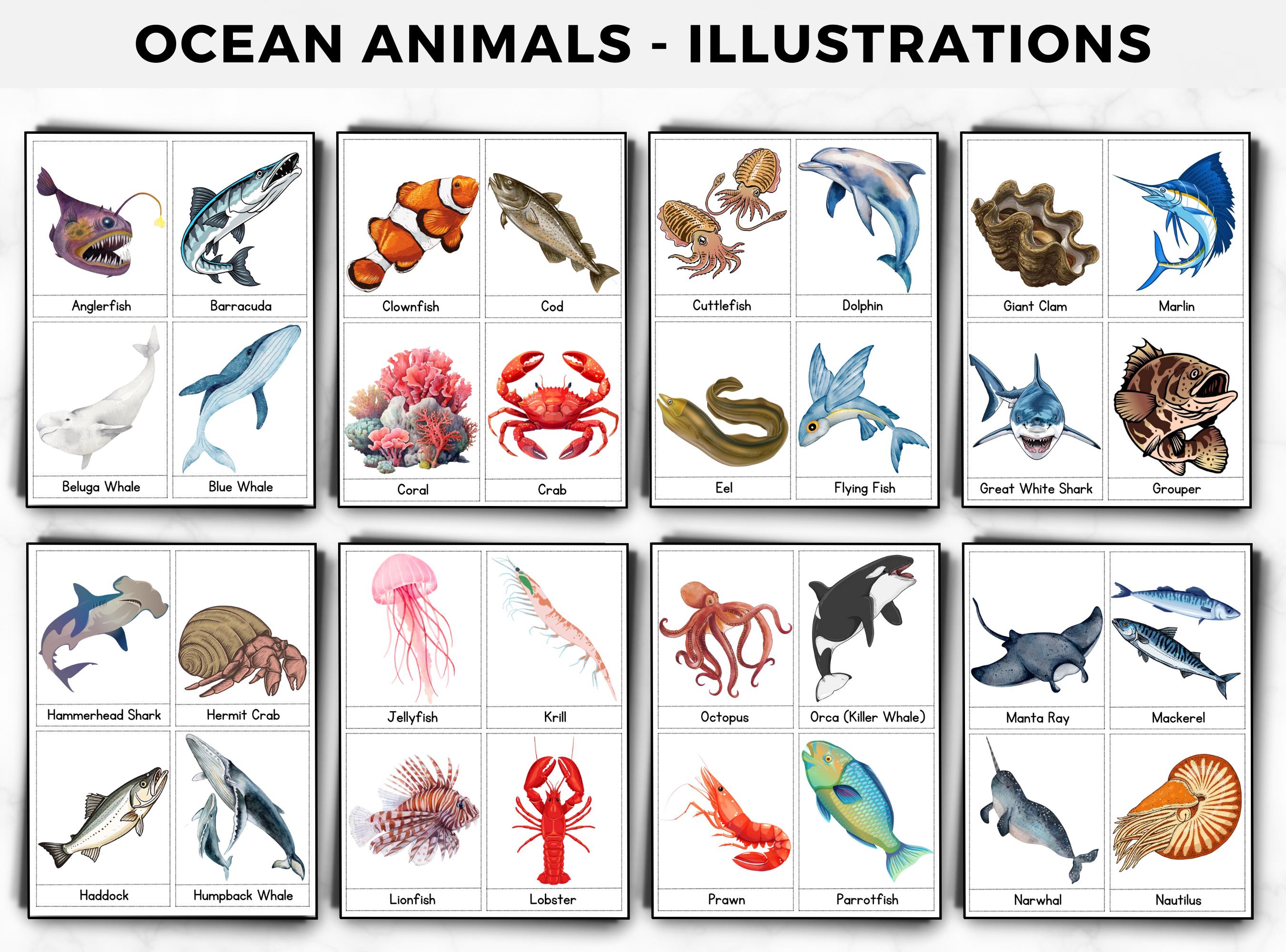 50 Ocean Animals Flashcards, Montessori Flash Cards, Sea Creatures ...