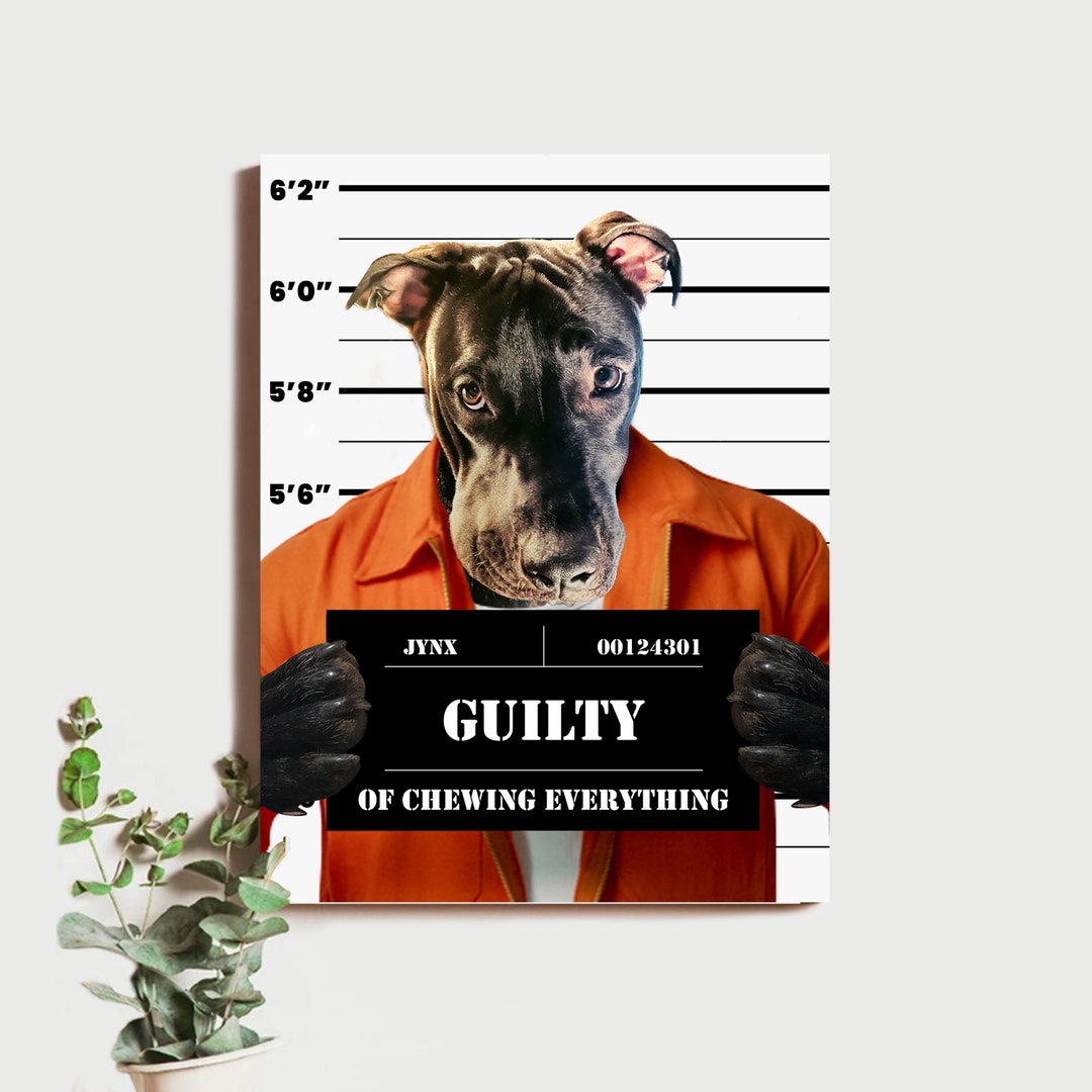 Guilty of Chewing Everything Gag Pet Portrait, Pet Mug Shot Pet ...