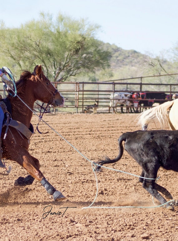 Ropes Of Team Roping