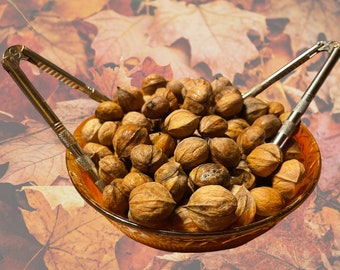 Hickory Nuts Shagbark Shellbark Hickory Nuts Mixed Fresh - Etsy