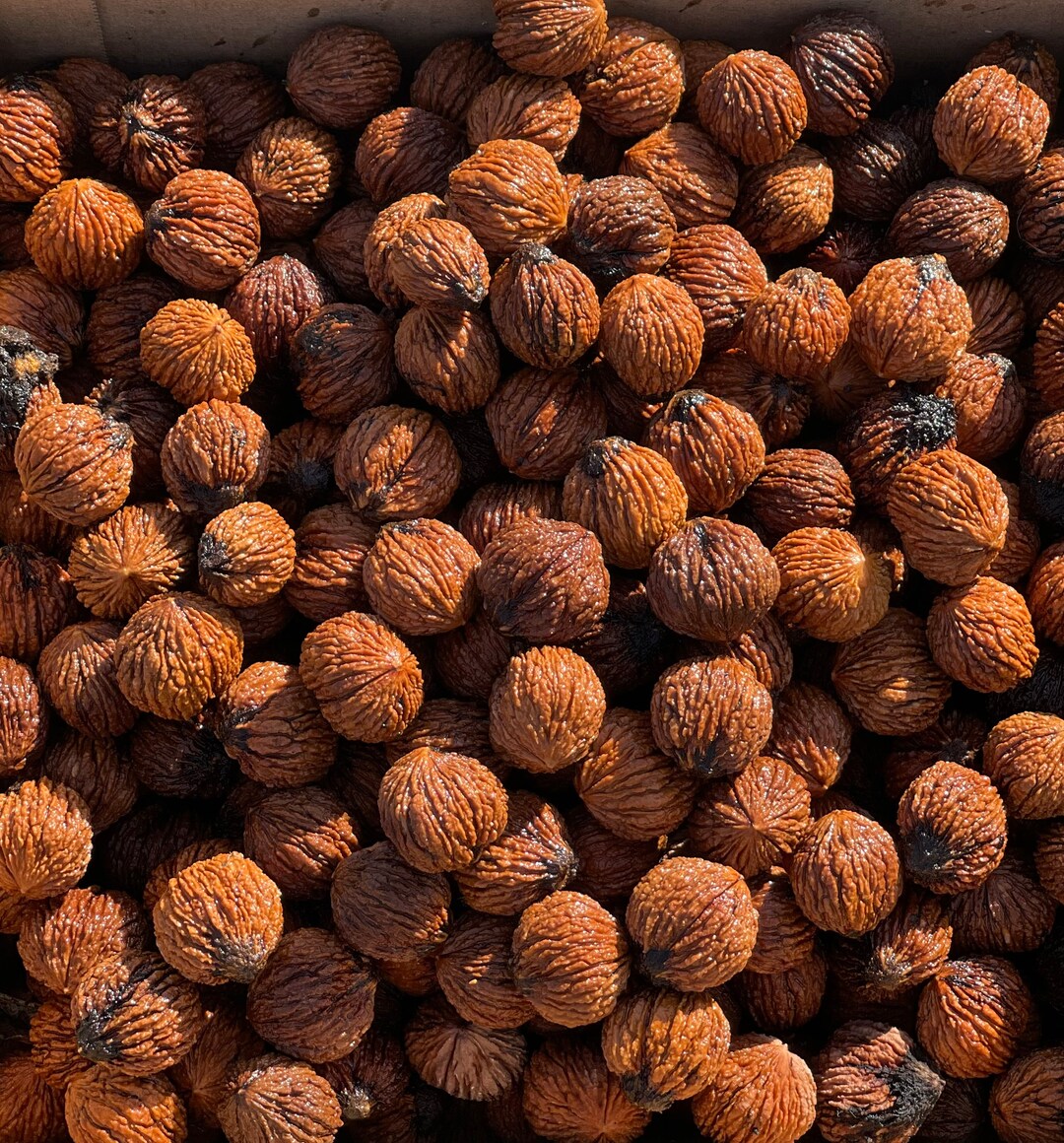 2023 Wild Foraged Pennsylvania Black Walnuts Pesticide Free Black ...