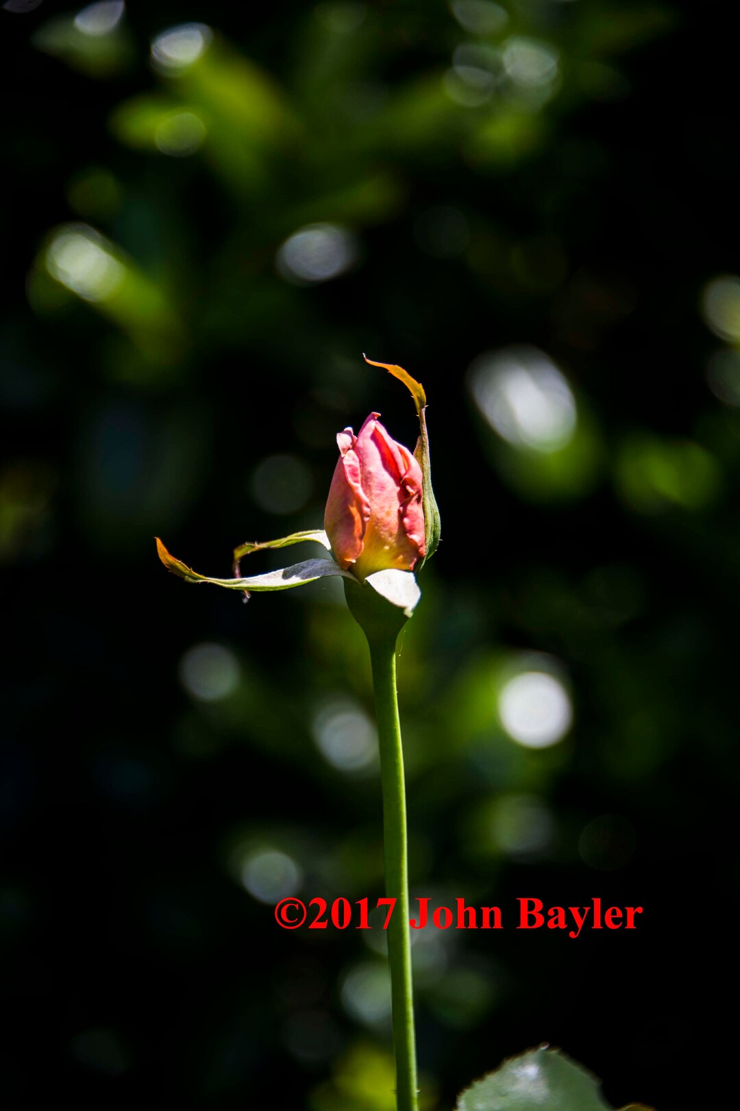 Single Rose Bud - Etsy