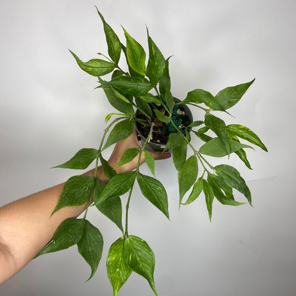 Fishtail Hoya - Etsy