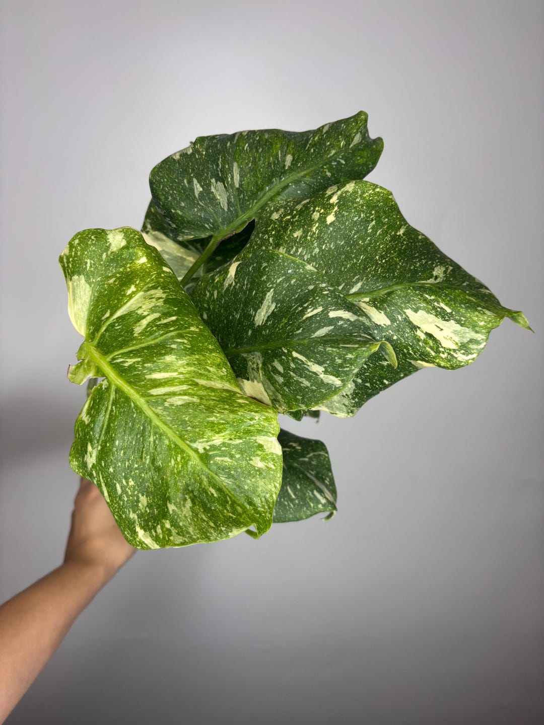 Monstera Thai Constellation Miracle - Etsy