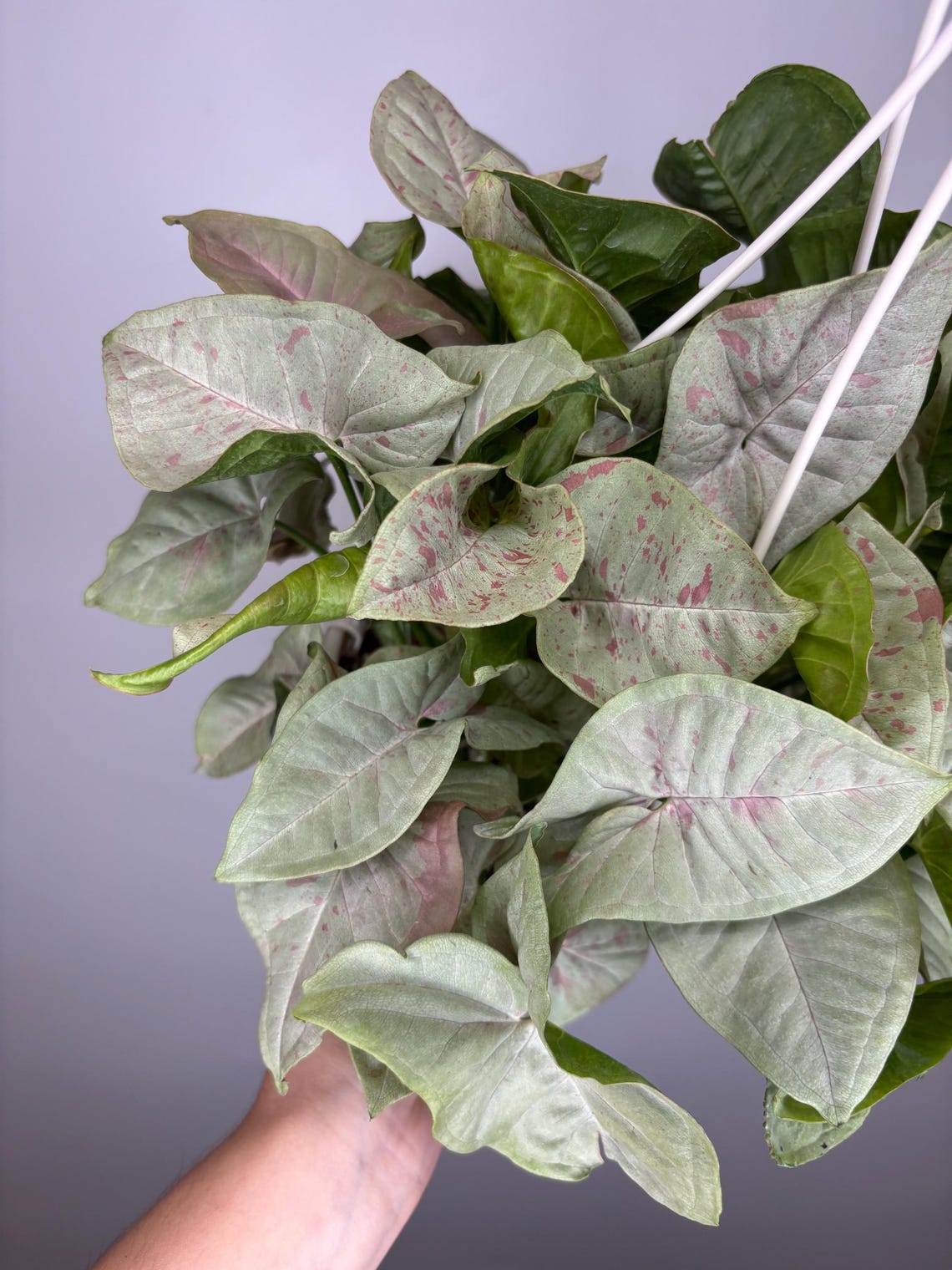 Syngonium Milk Confetti - Etsy