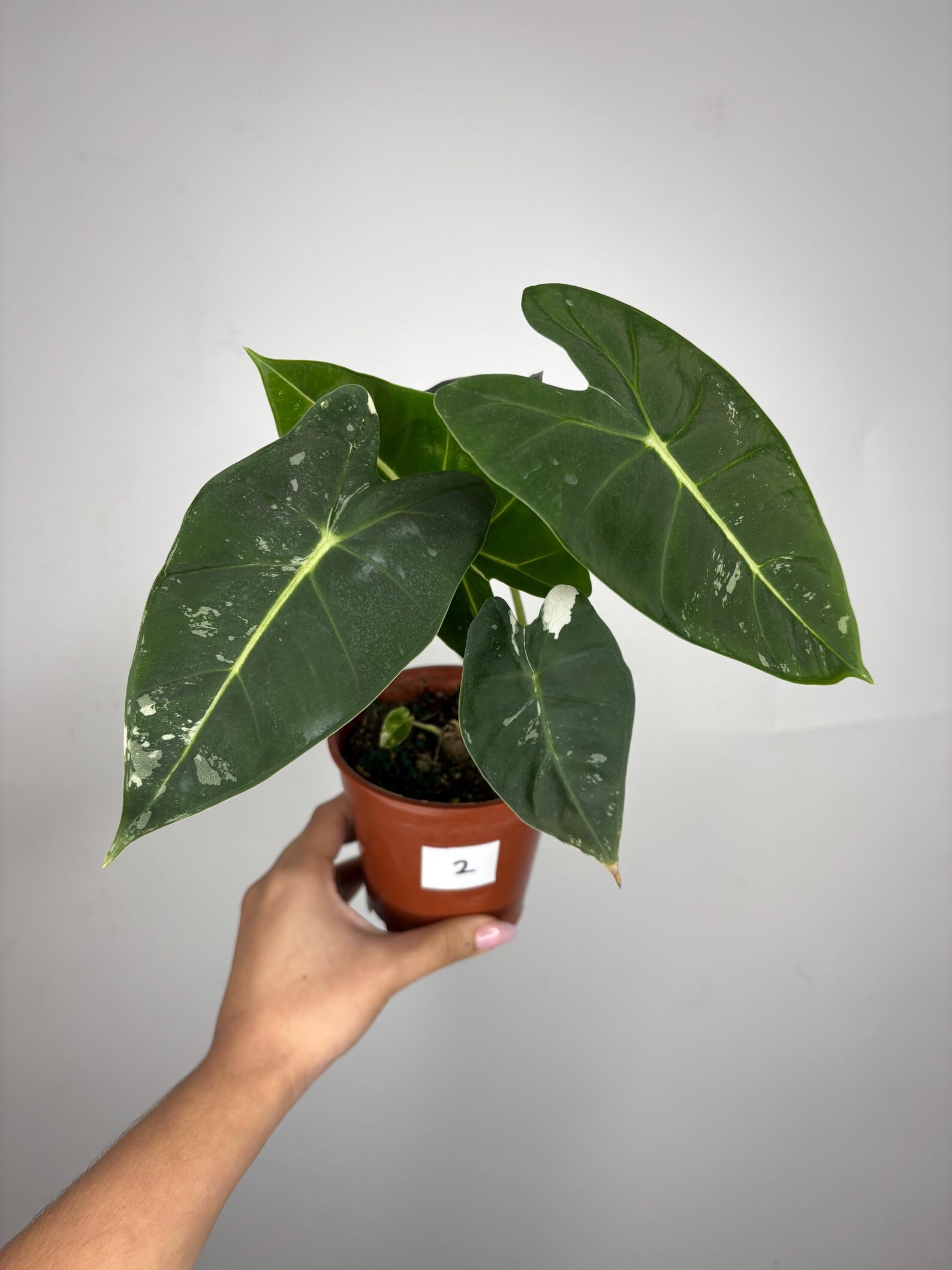 Variegated Alocasia Frydek MULTIPLE LISTINGS - Etsy
