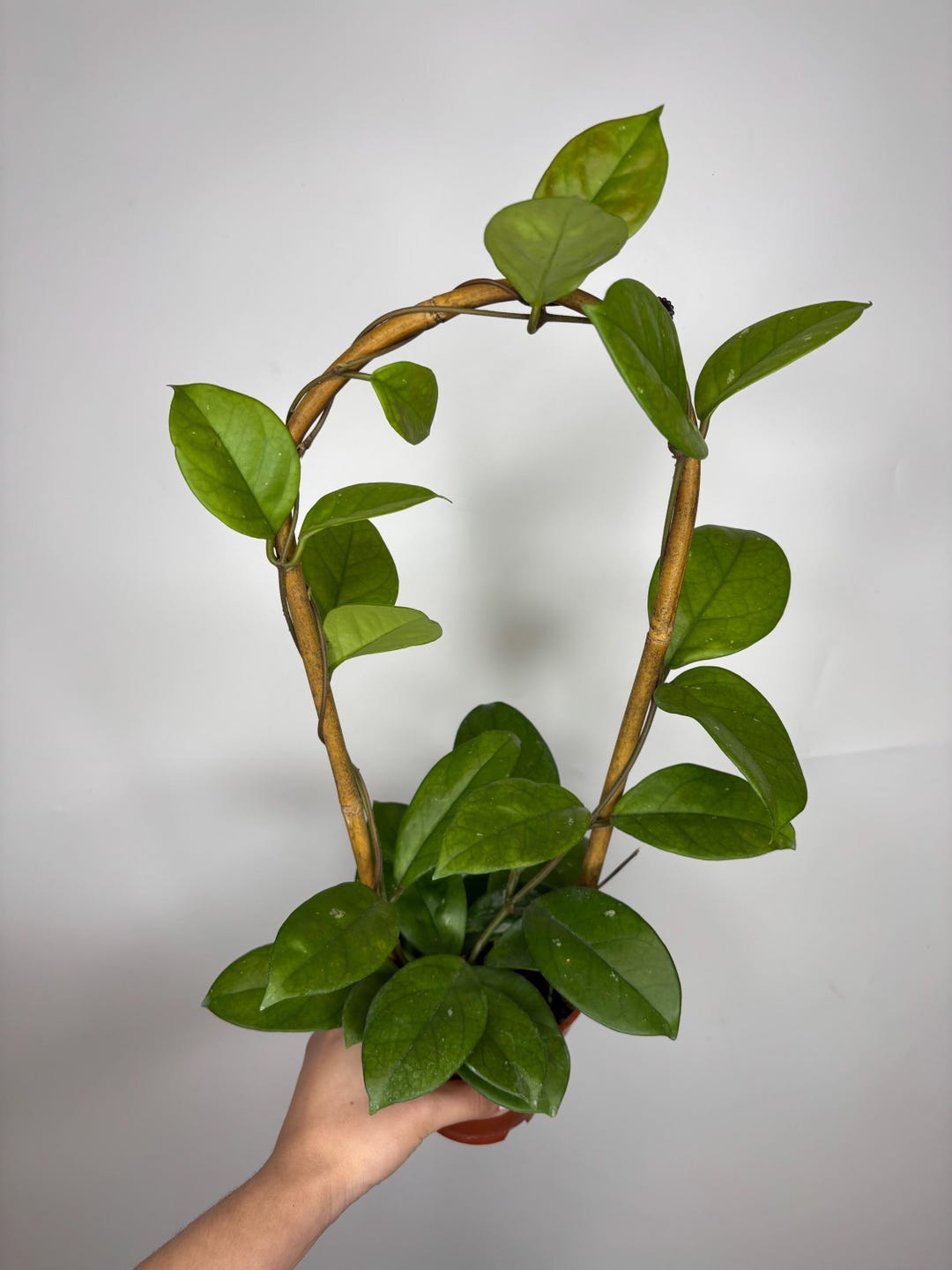 Hoya Fungii Hoop - Etsy