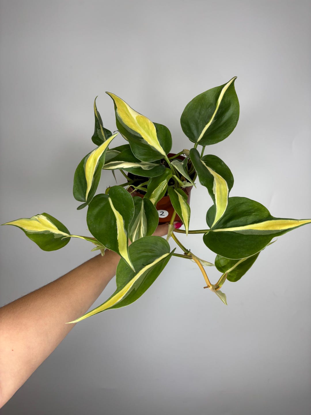 Philodendron Rio/silver Stripe Combo *MULTIPLE LISTINGS* - Etsy