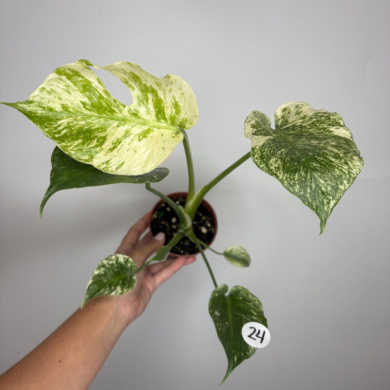 Variegated Monstera - Etsy