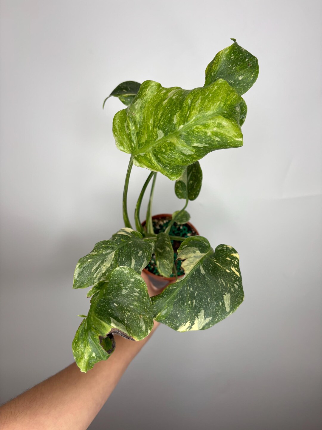 Monstera Thai Constellation Miracle - Etsy