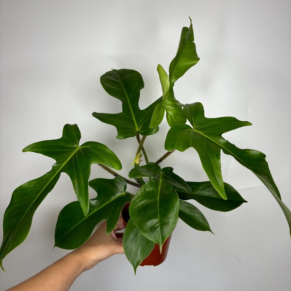 Philodendron Squamiferum - Etsy