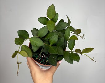 6" Hoya Variegated Ds 70 Burtoniae Ds70 - Etsy