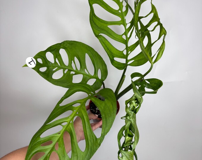 Monstera Esqueleto *MULTIPLE LISTINGS* - Etsy