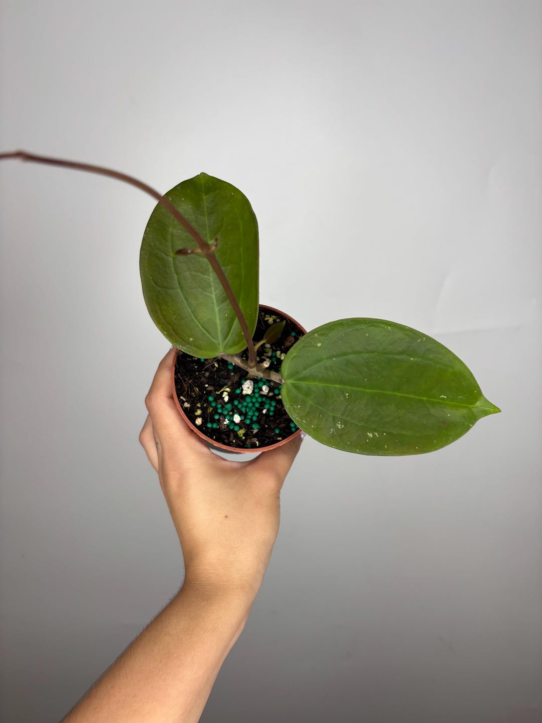 Hoya AH Black Magic - Etsy