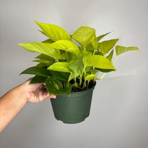 Pothos Neon - Etsy