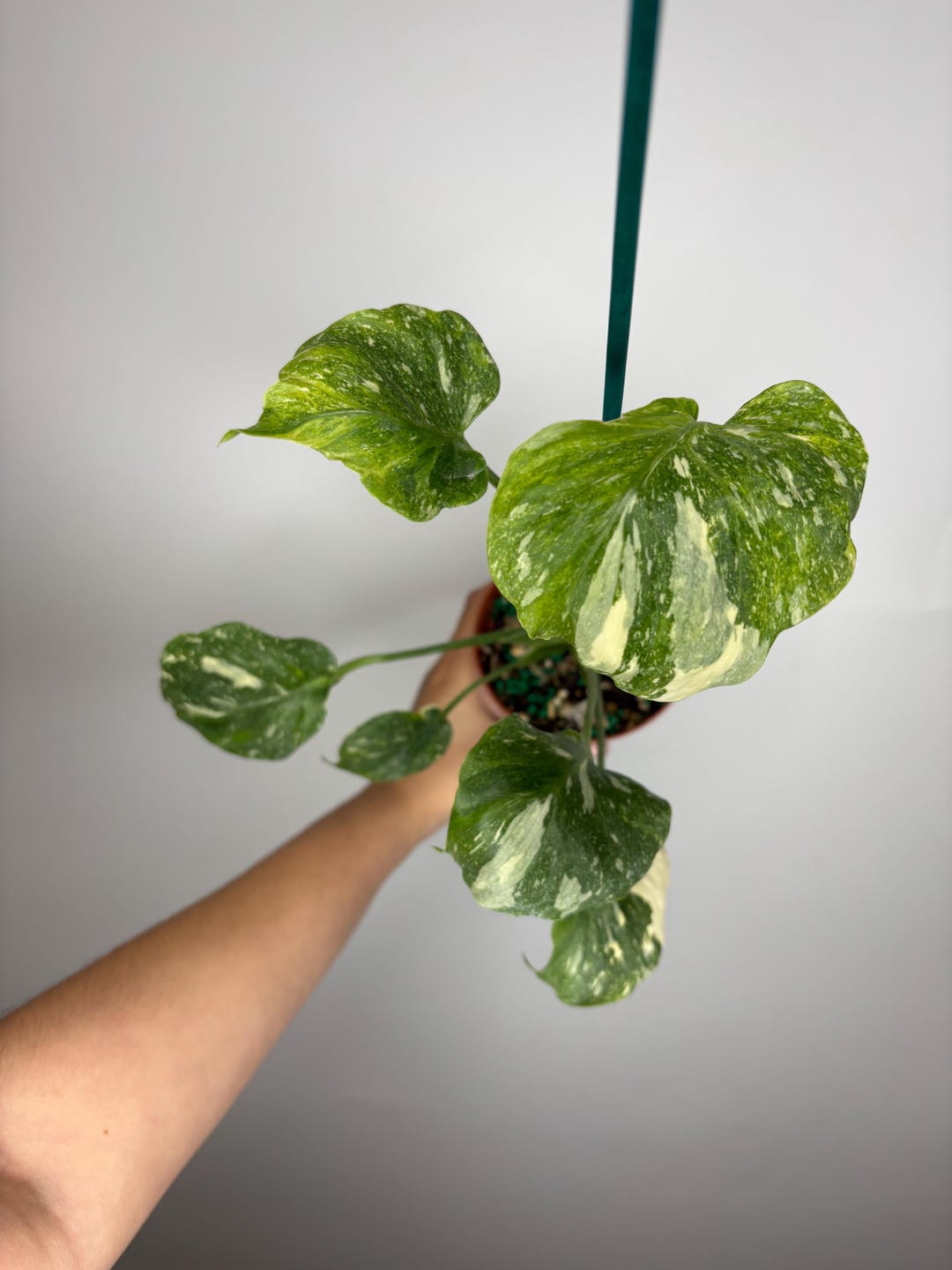 Monstera Thai Constellation Miracle - Etsy