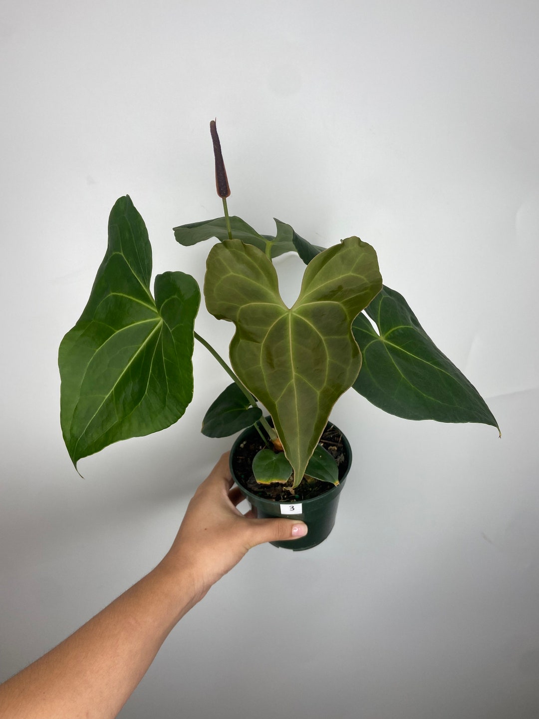 Anthurium Pterodactyl - Etsy