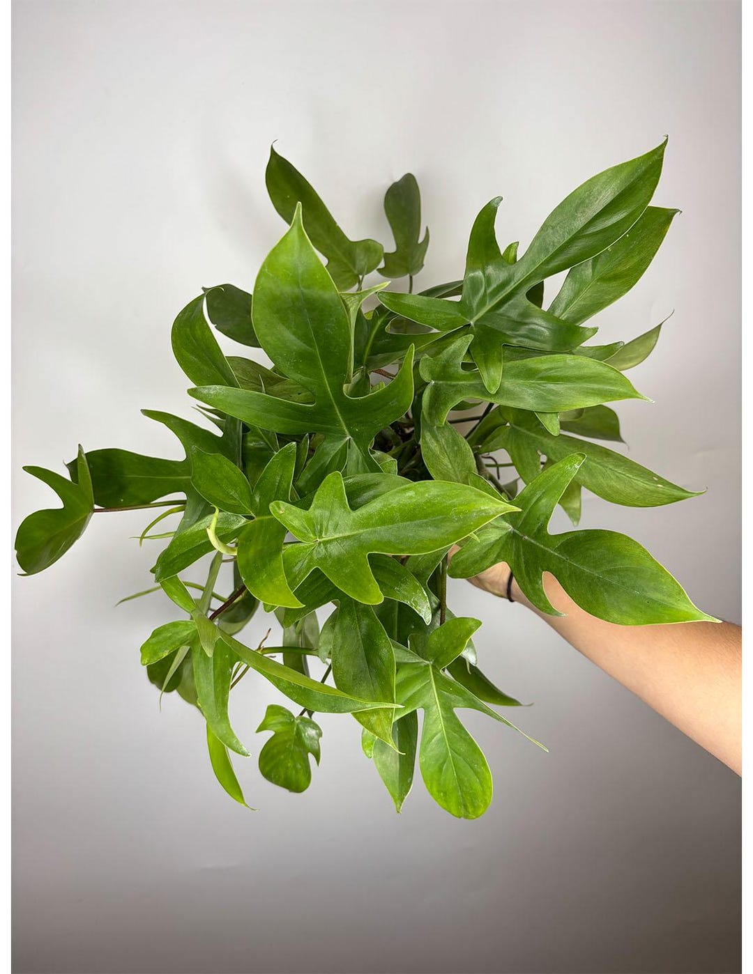 Philodendron Florida Mint *MULTIPLE LISTINGS* - Etsy
