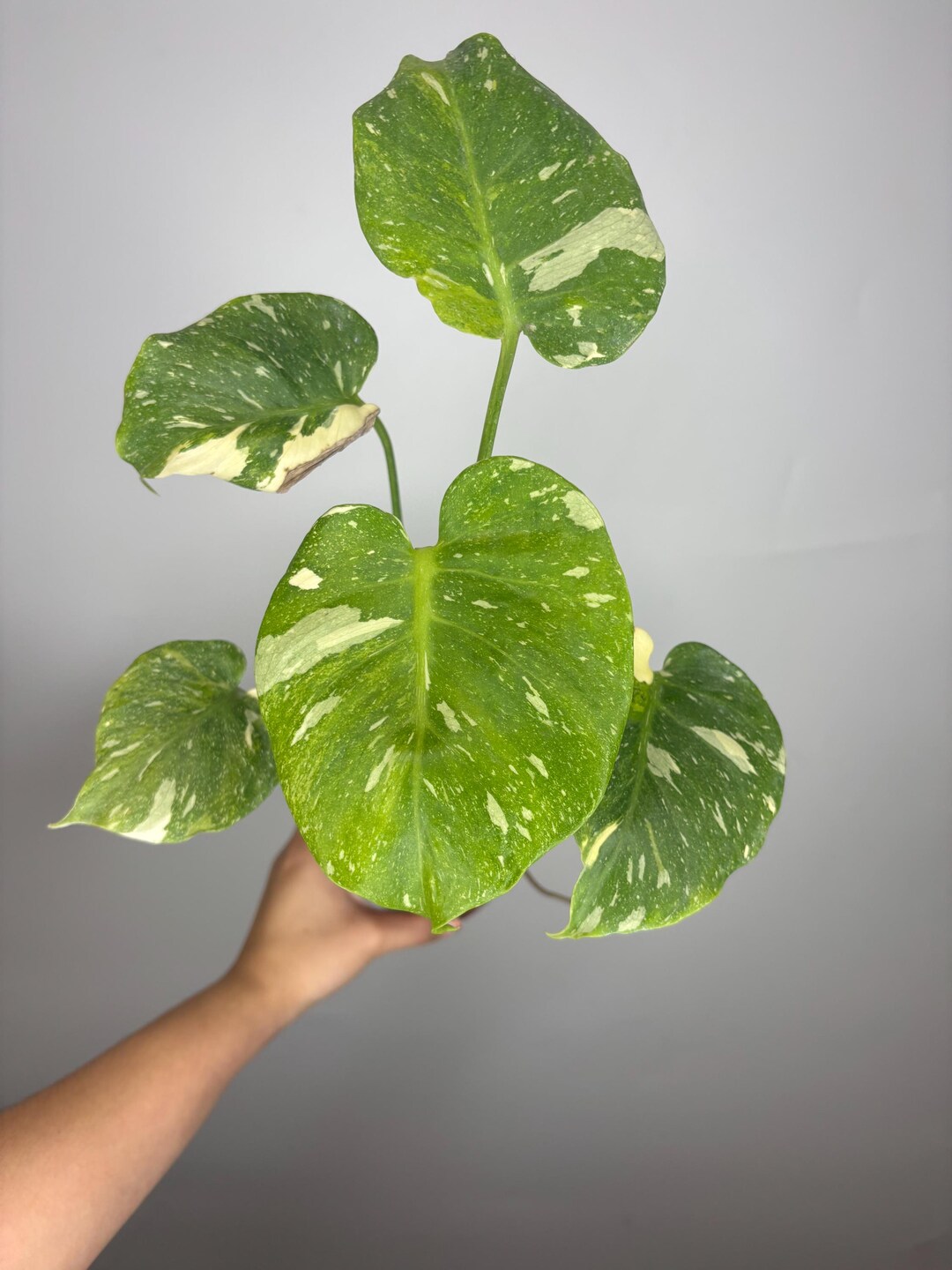 Monstera Thai Constellation Miracle - Etsy