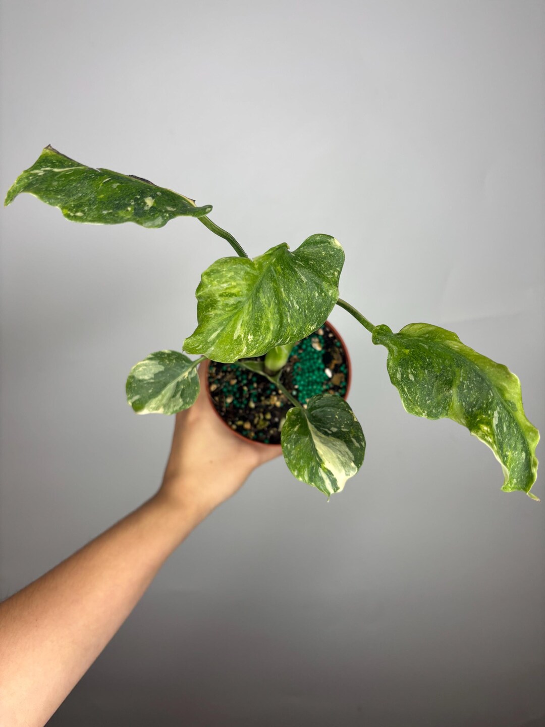Monstera Thai Constellation Miracle - Etsy