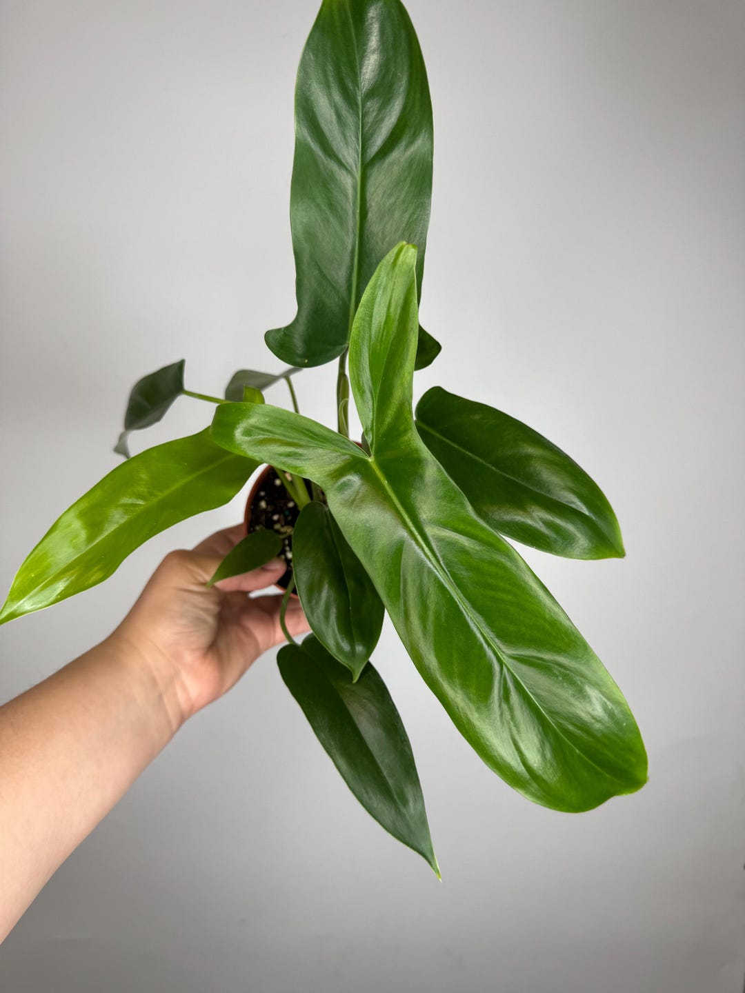 Philodendron 69686 - Etsy