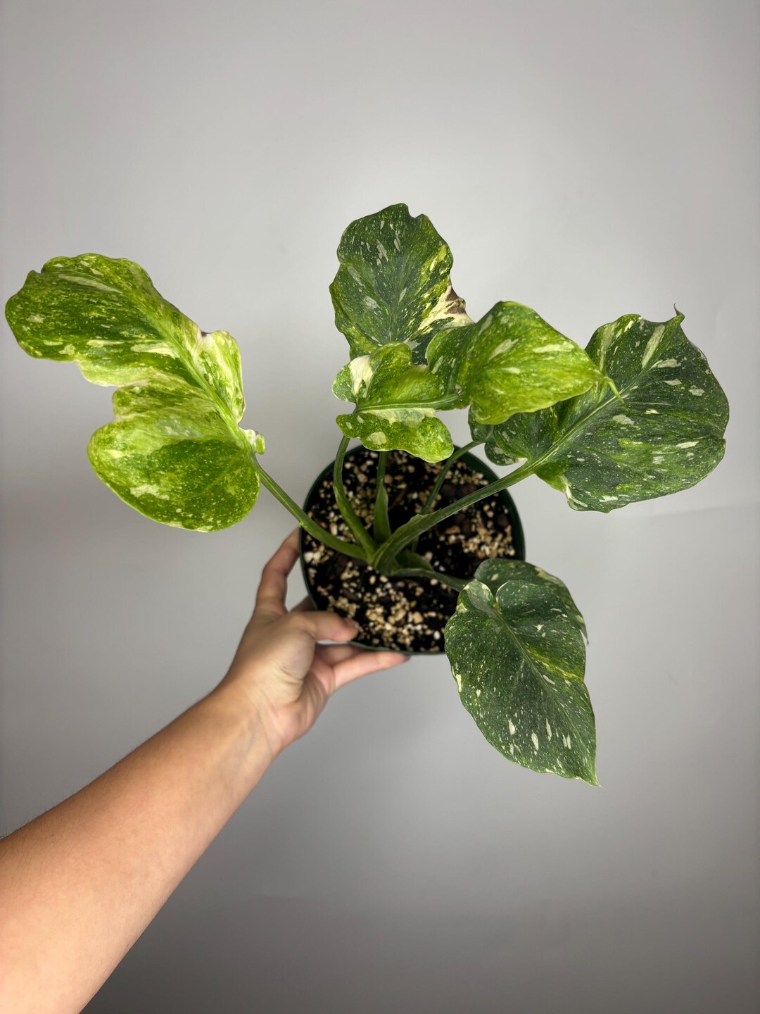 Monstera Thai Constellation Miracle - Etsy