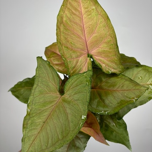 Syngonium Merry Maria - Etsy