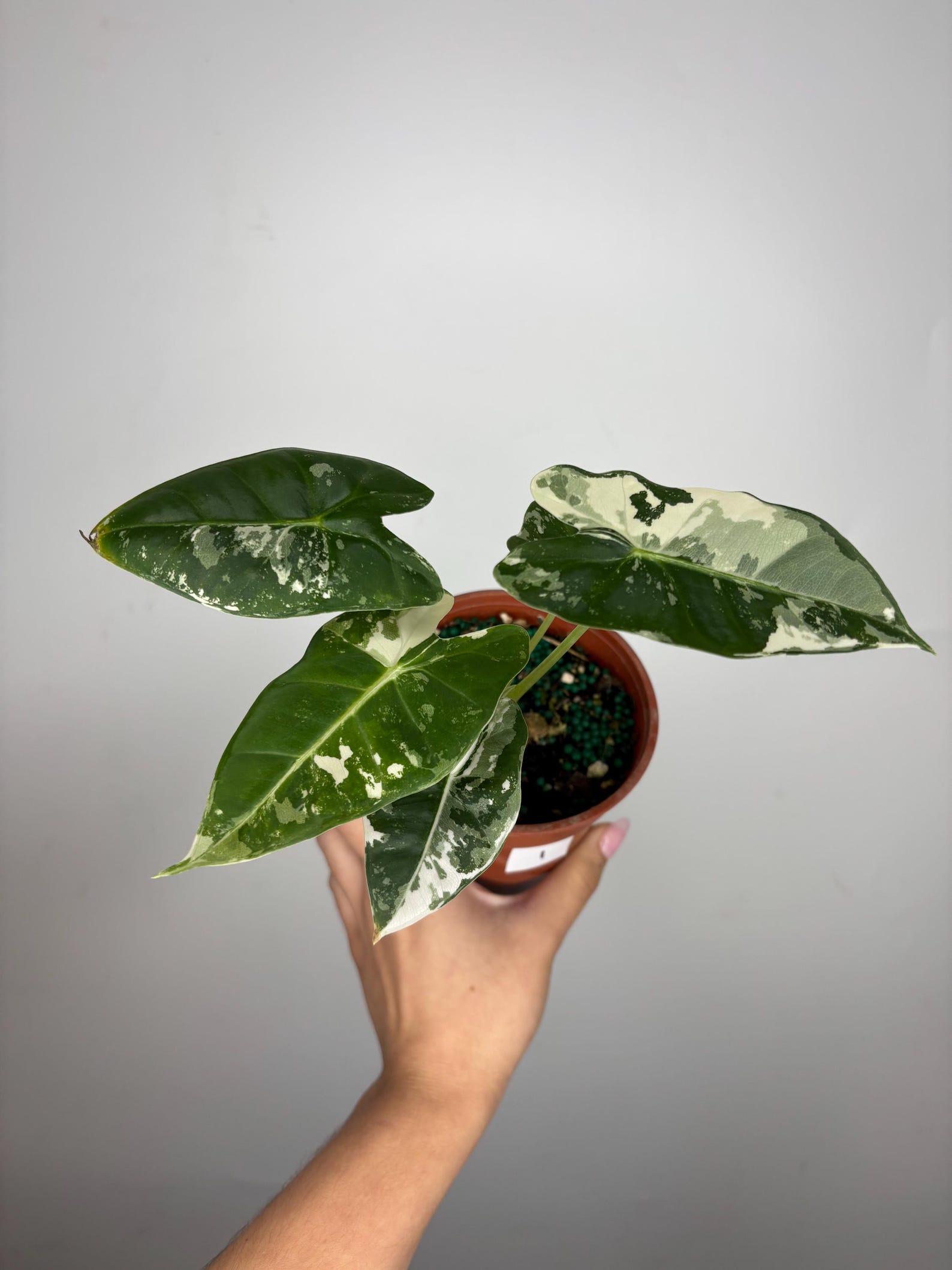 Variegated Alocasia Frydek MULTIPLE LISTINGS - Etsy