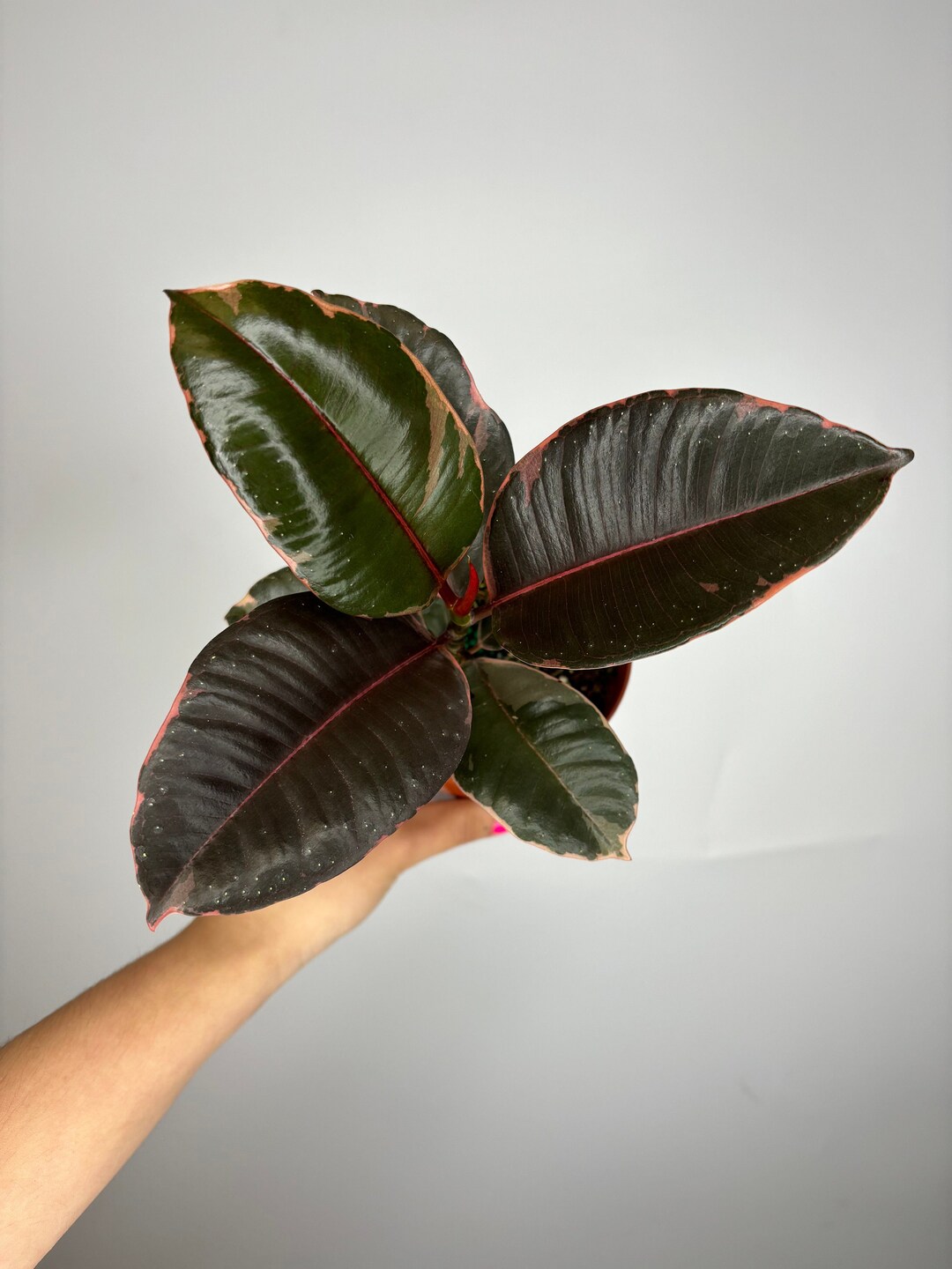Ficus Elastica Ruby - Etsy