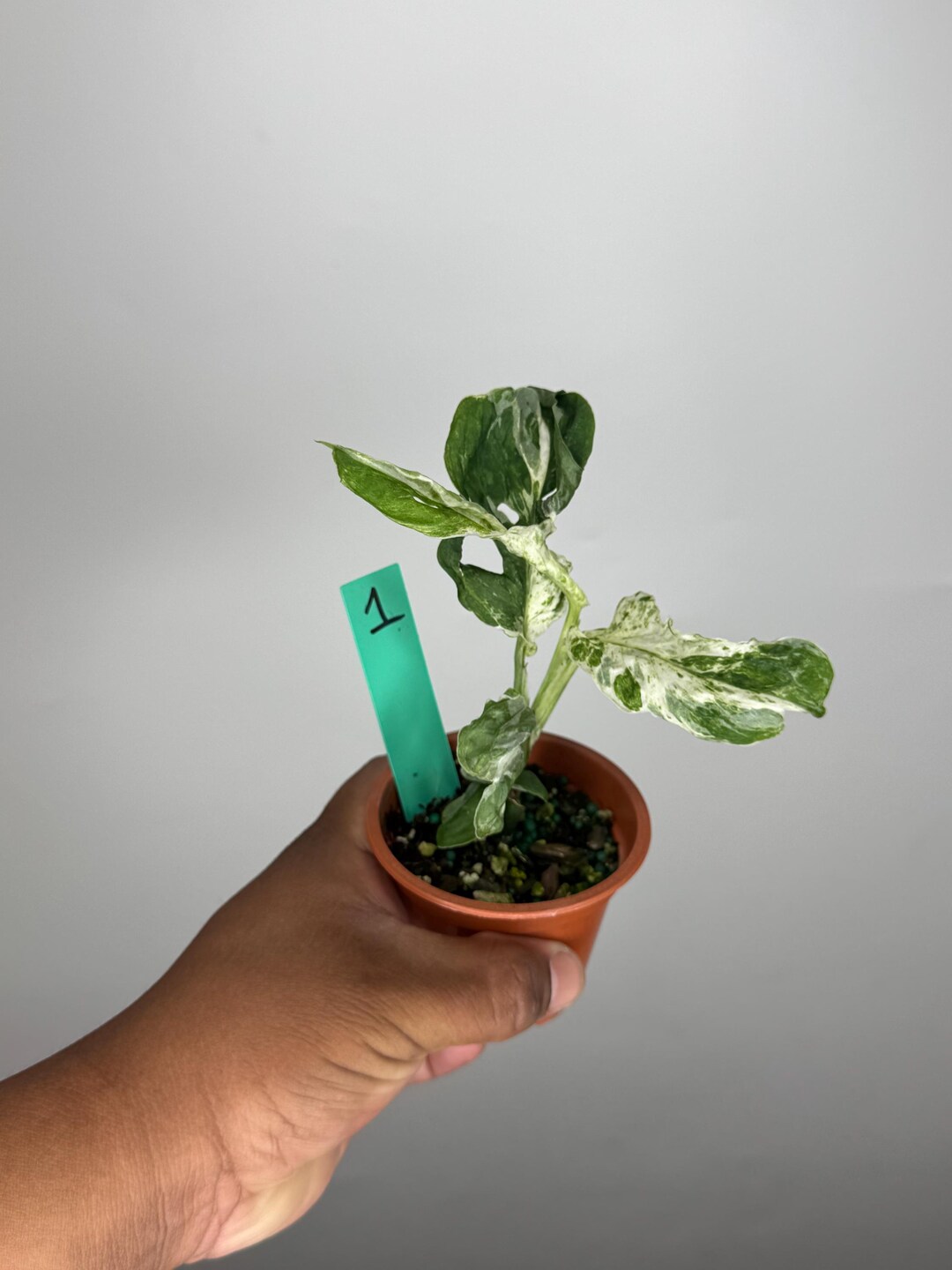 Monstera Adansonii Mottled Mint *MULTIPLE LISTINGS* - Etsy