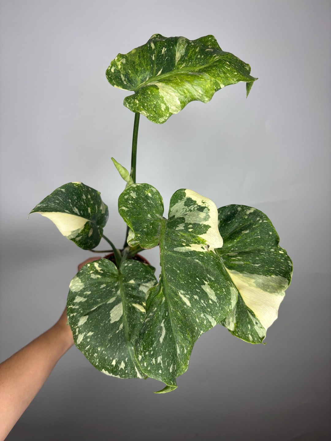 Monstera Thai Constellation Miracle - Etsy