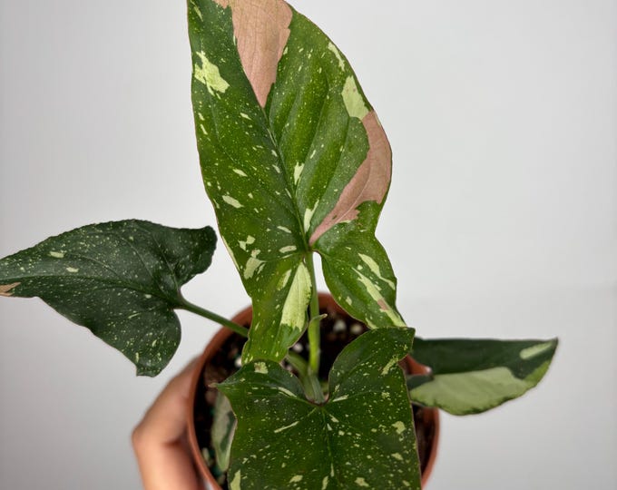 Rare! Syngonium Pink Caviar Marble Variegated Live 4” Potted Plant ...