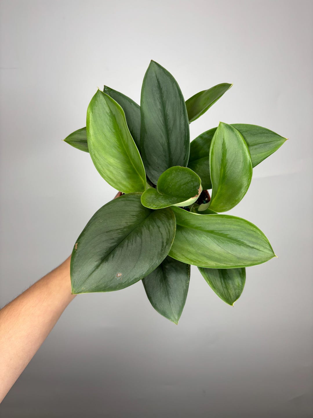 Scindapsus Treubii Moonlight - Etsy