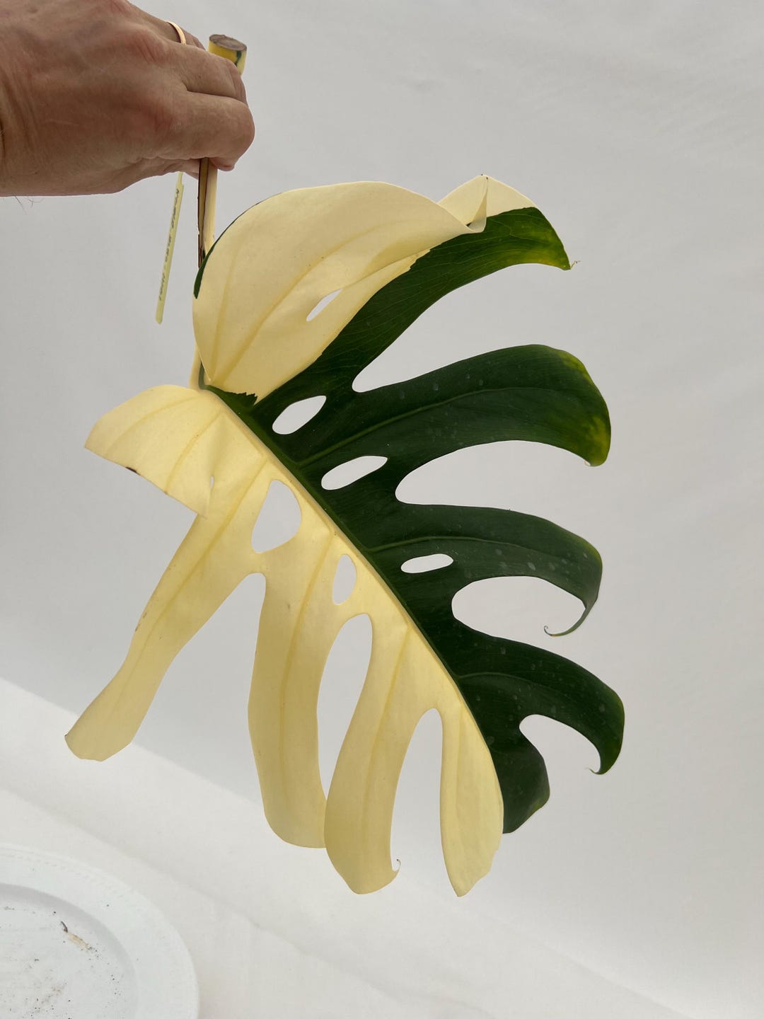 Monstera Borsigiana Albo Cutting KOALA-ALBO-11101 - Etsy