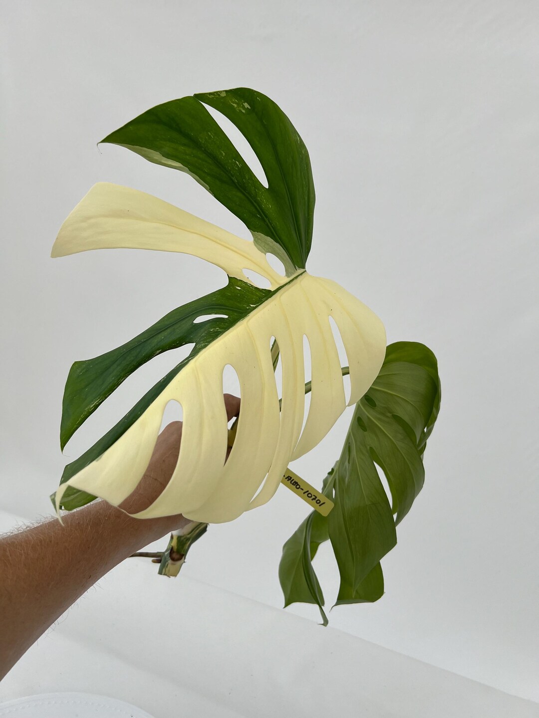 Monstera Borsigiana Albo Cutting KOALA-ALBO-10701 - Etsy