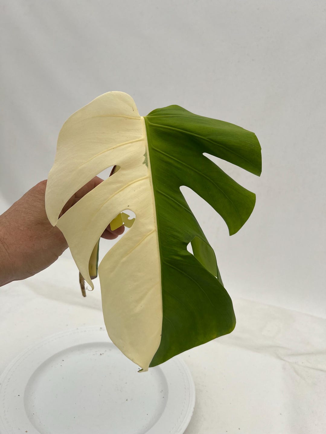 Monstera Borsigiana Albo Cutting KOALA-ALBO-8803 - Etsy